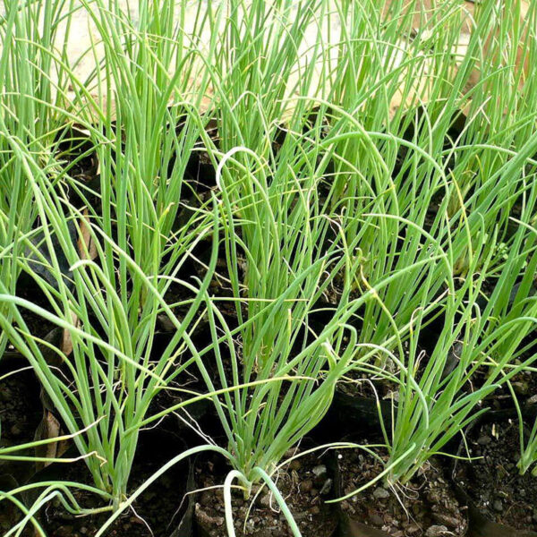 Petricor Garden - Como cuidar da sua planta.