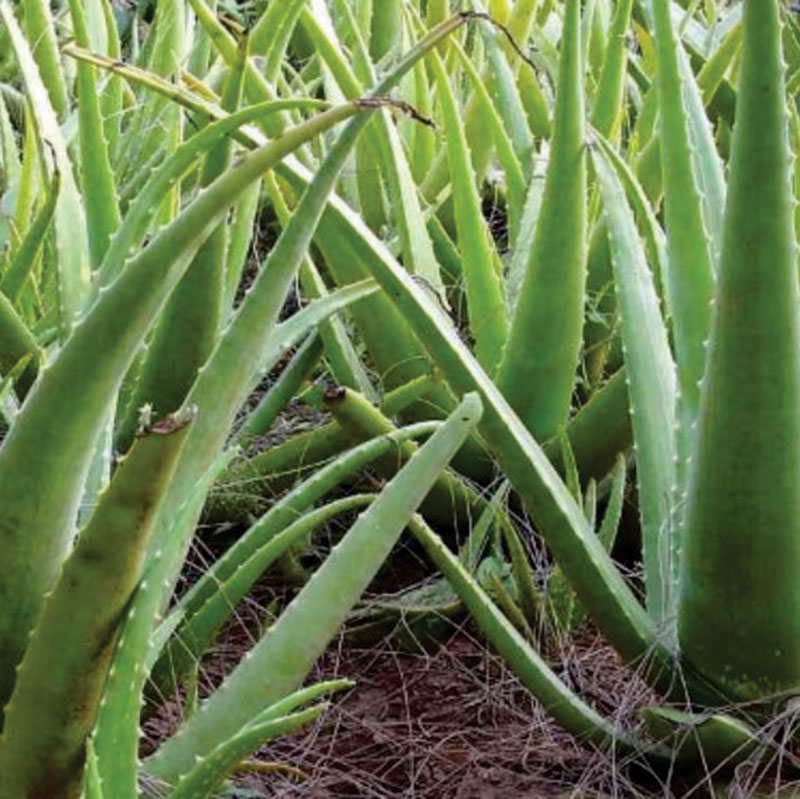 Petricor Garden - Como cuidar da sua planta.