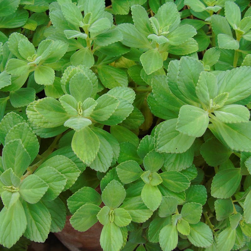 Petricor Garden - Como cuidar da sua planta.
