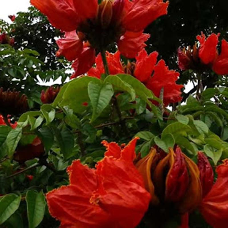 Petricor Garden - Como cuidar da sua planta.
