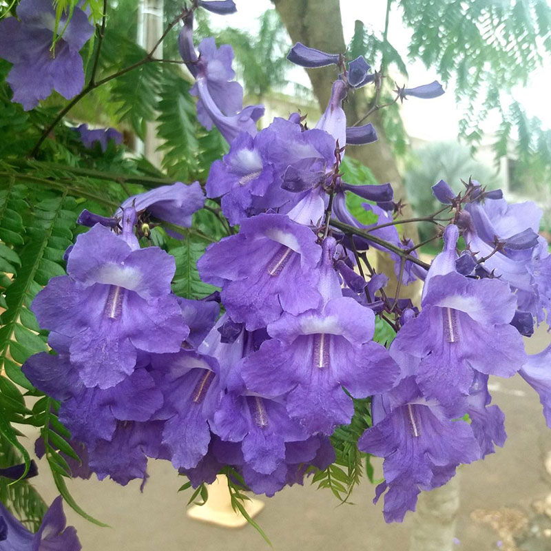 Petricor Garden - Como cuidar da sua planta.